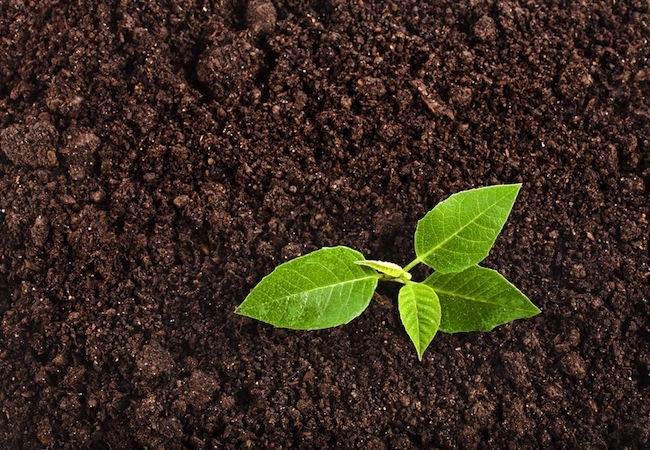 Soil as the Ultimate Carbon Sink – This is Not Cool