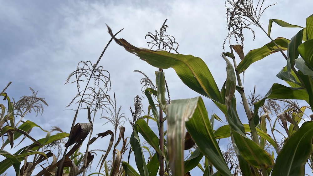 Not Just Home Insurance – Crop Insurance Hammered by Climate Extremes ...