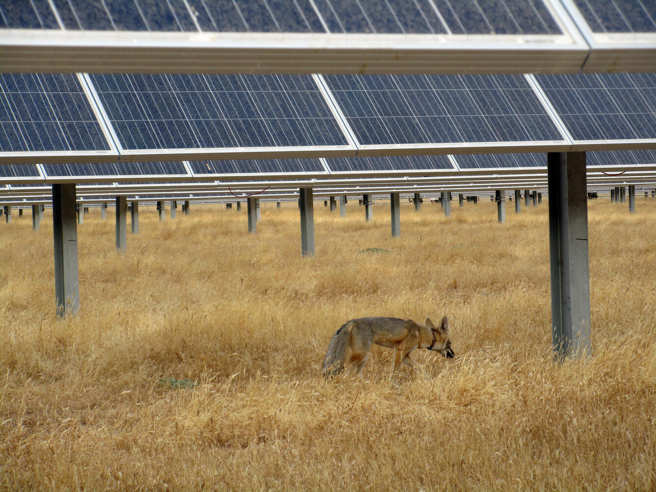 Solar Field is Habitat for Endangered Foxes – This is Not Cool